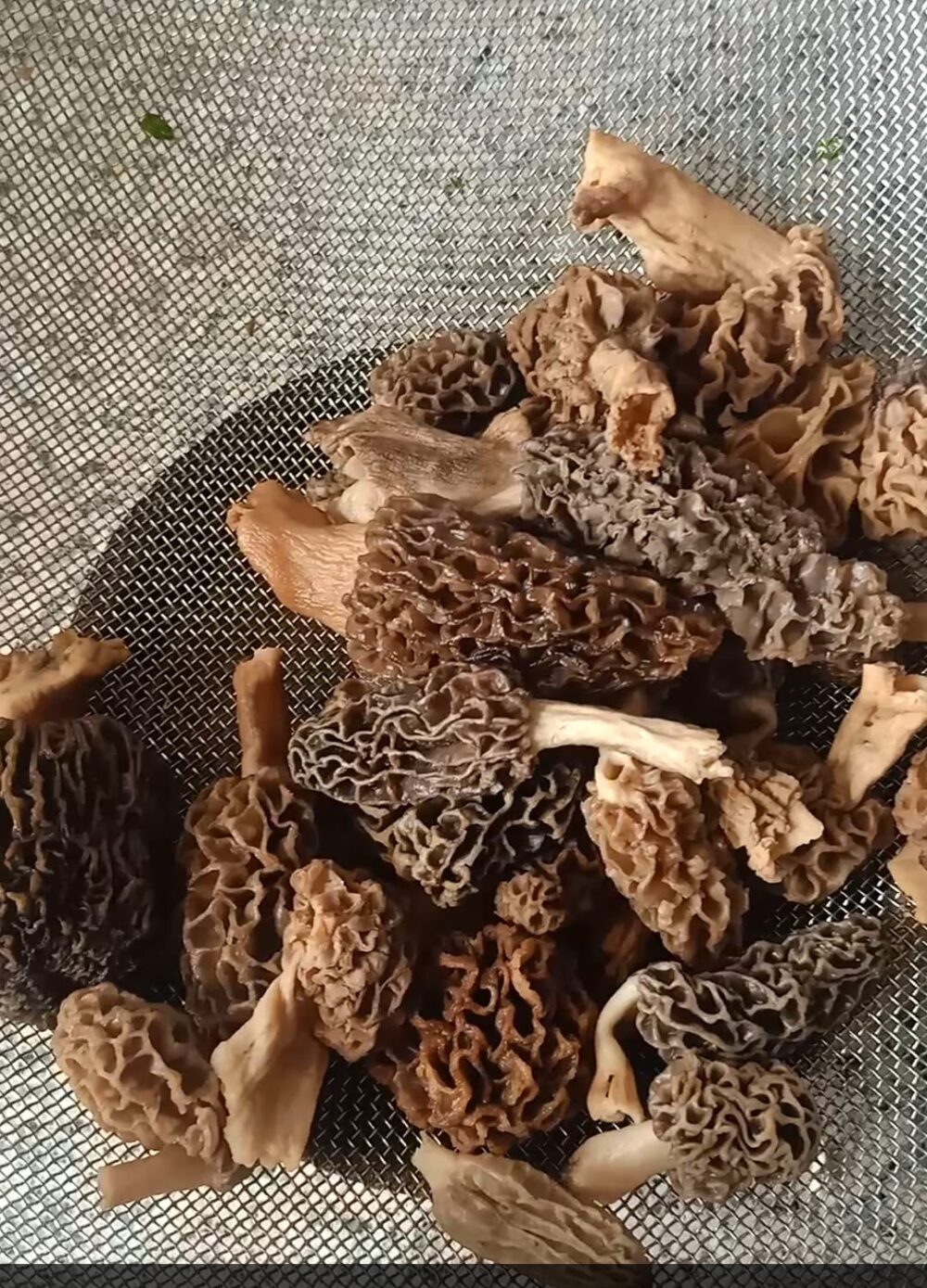 Gucchi Mushroom Yakhni Recipe - NookSpot