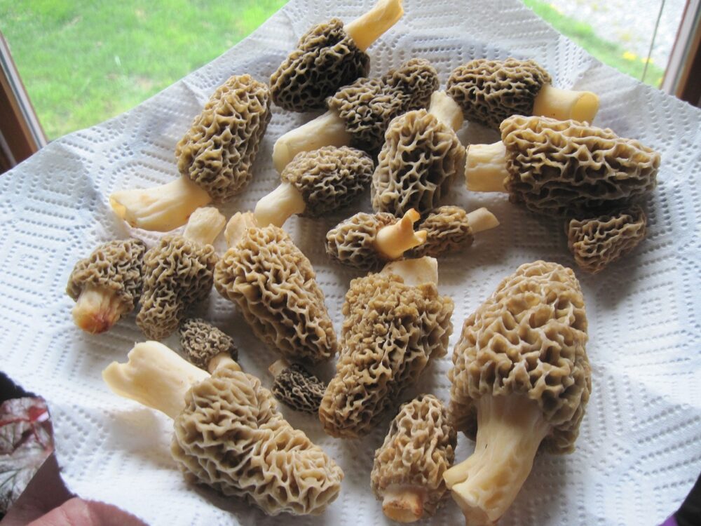 Guchhi Mushrooms: The Expensive Himalayan Treasure - NookSpot